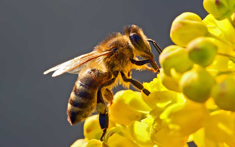 AH MUZENKAB » El dios de las abejas en la cultura de los Mayas